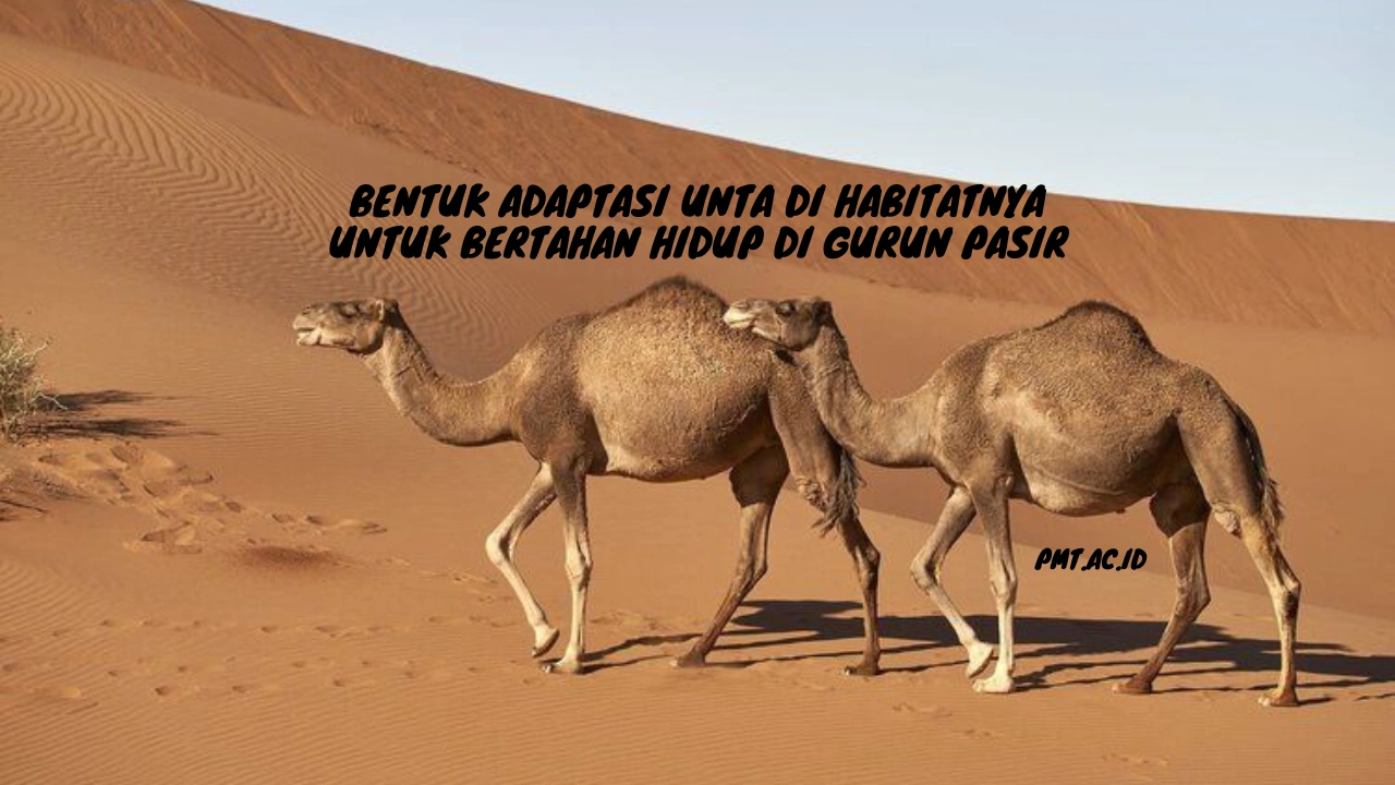 Bentuk Adaptasi Unta di Habitatnya untuk Bertahan Hidup di Gurun Pasir ...